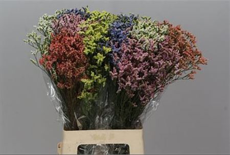 Limonium / Statice
