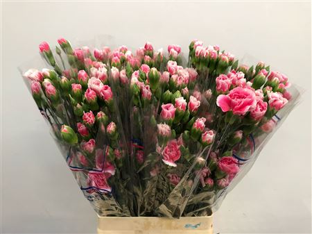 Carnations Spray