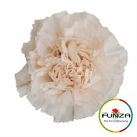Carnations