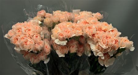 Carnations