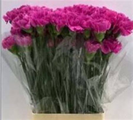 Carnations