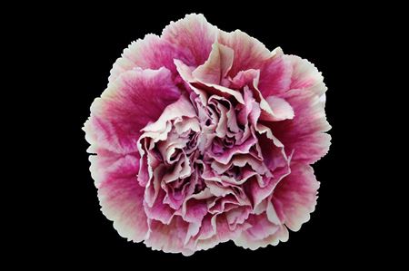 Carnations