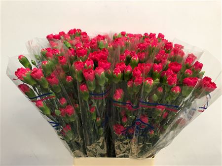 Carnations Spray