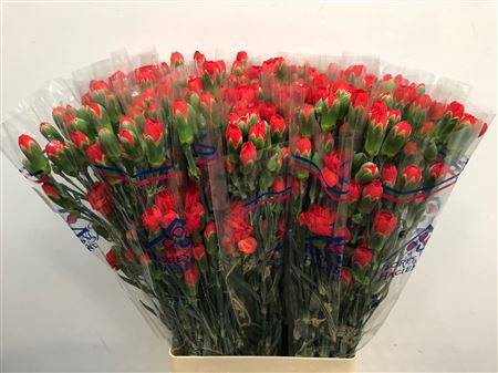 Carnations Spray