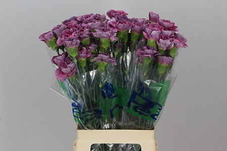Carnations