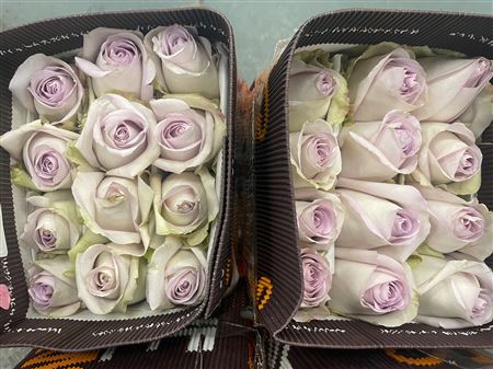 Roses Ec