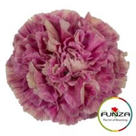 Carnations
