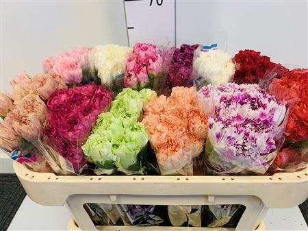 Carnations