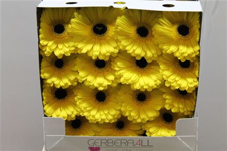 Gerbera / Germini