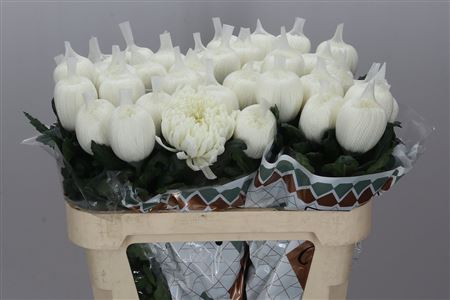 Chrysants Blooms Chrysants Blooms