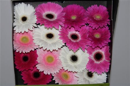 Gerbera / Germini