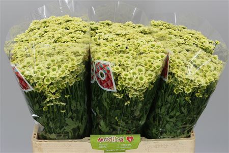Chrysants Santini