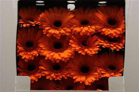 Gerbera / Germini
