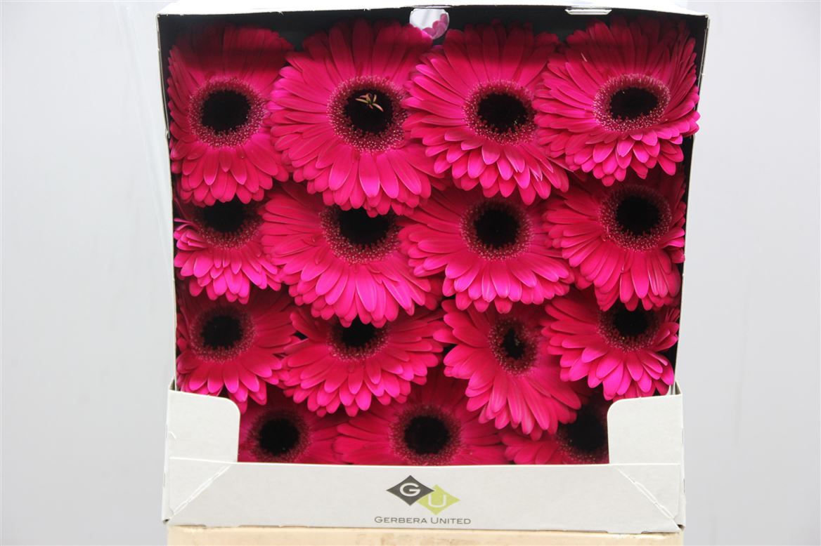 Gerbera / Germini