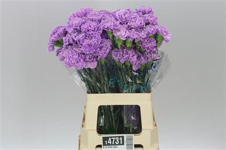 Carnations