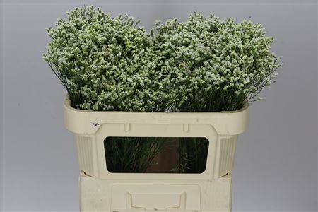 Limonium / Statice