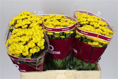 Chrysants Santini