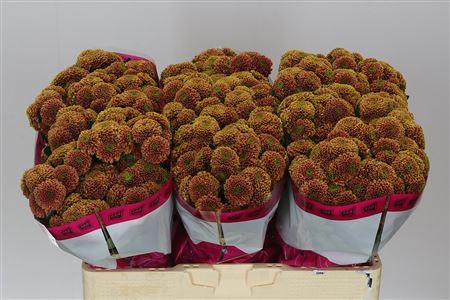 Chrysants Santini