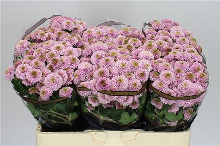Chrysants Santini