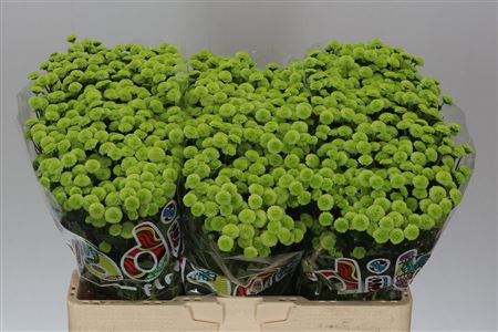 Chrysants Santini