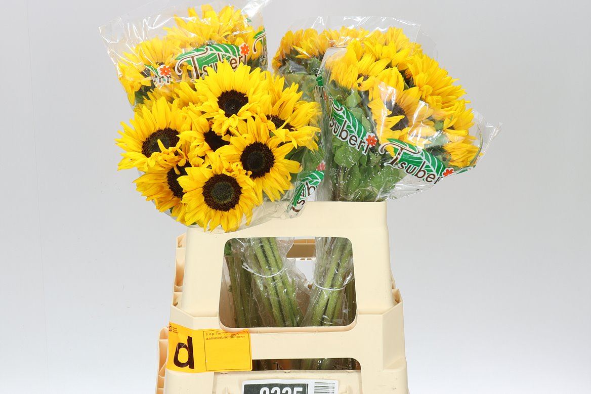 Helianthus / Sunflowers