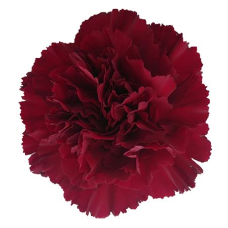 Carnations