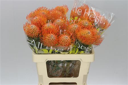 Tropical Flowers