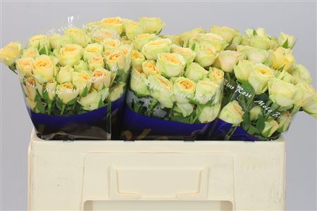Roses Spray