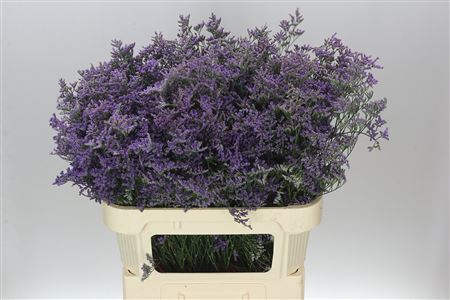 Limonium / Statice