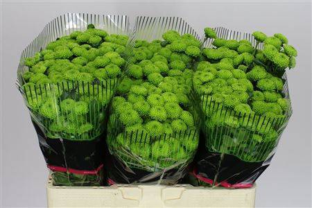 Chrysants Santini