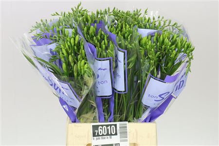 Freesia