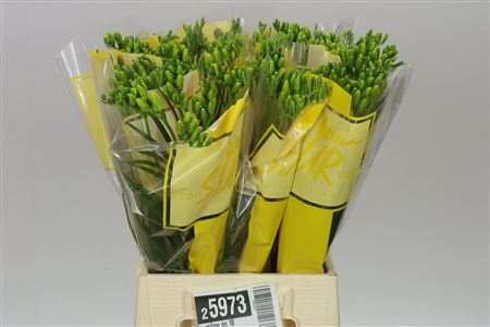 Freesia