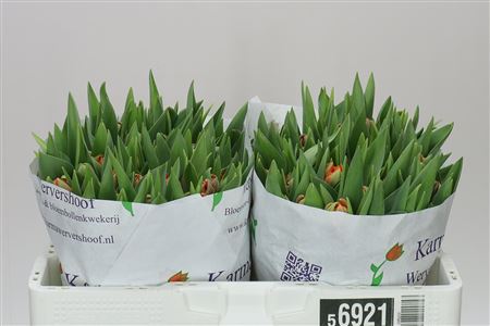 Tulips