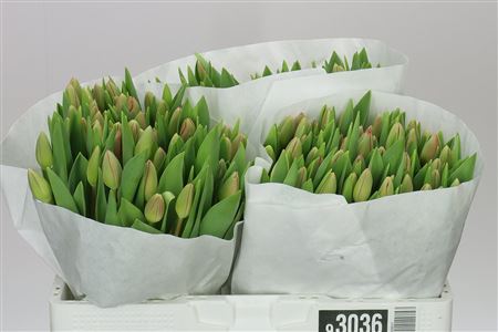 Tulips
