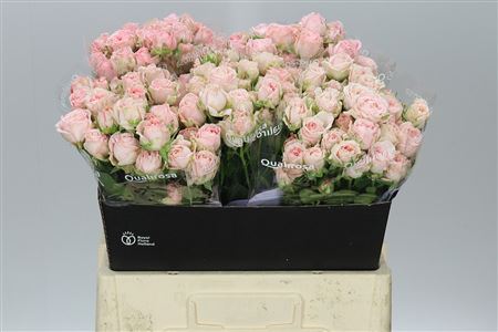 Roses Spray