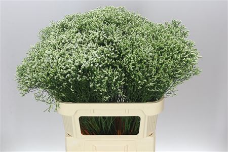 Limonium / Statice