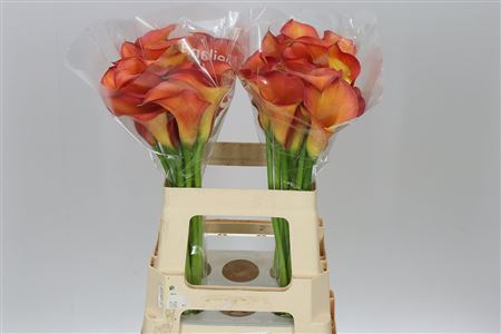 Calla