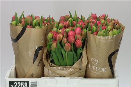 Tulips